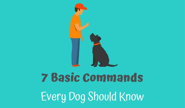 What Are The 7 Basic Dog Commands | My Dog Training Collar